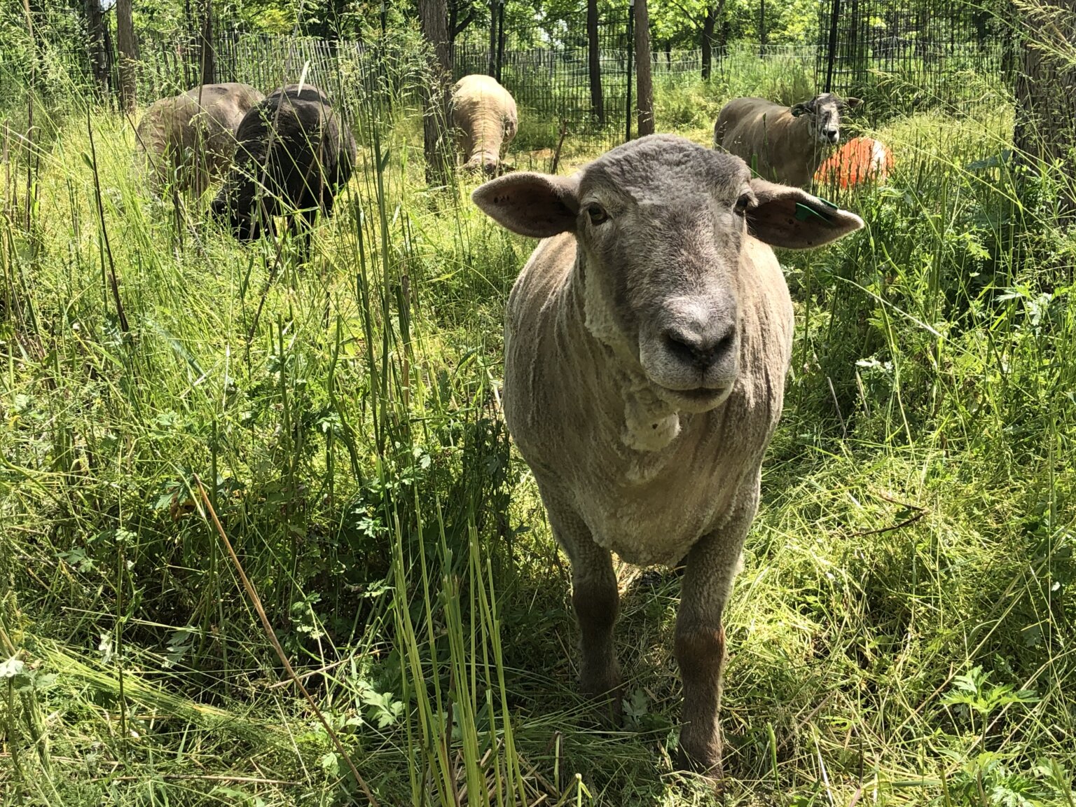 Herd of sheep are baaaaack to rid Governors Island of invasive plant ...