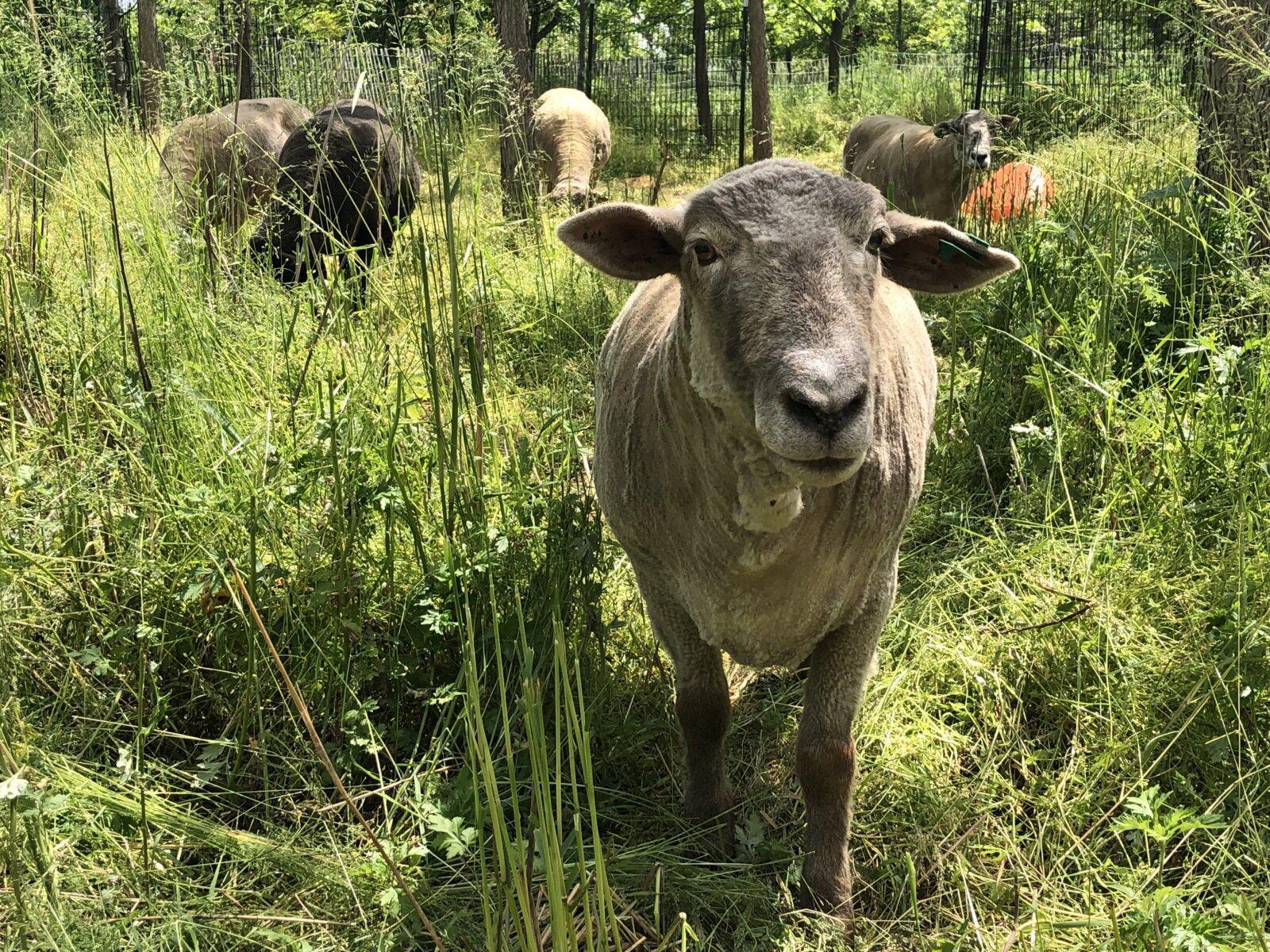 Herd of sheep are baaaaack to rid Governors Island of invasive plant ...