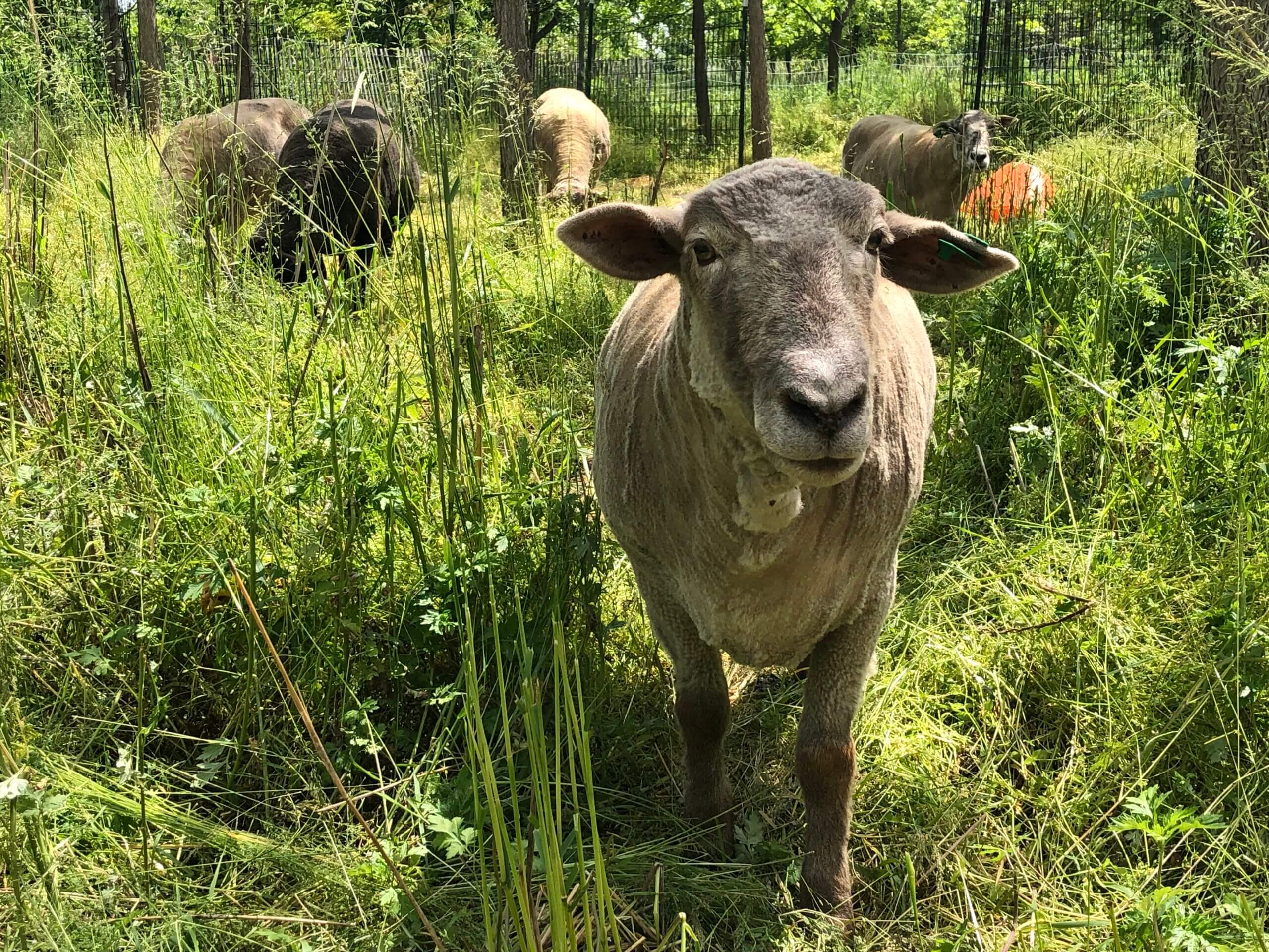 Herd of sheep are baaaaack to rid Governors Island of invasive plant ...