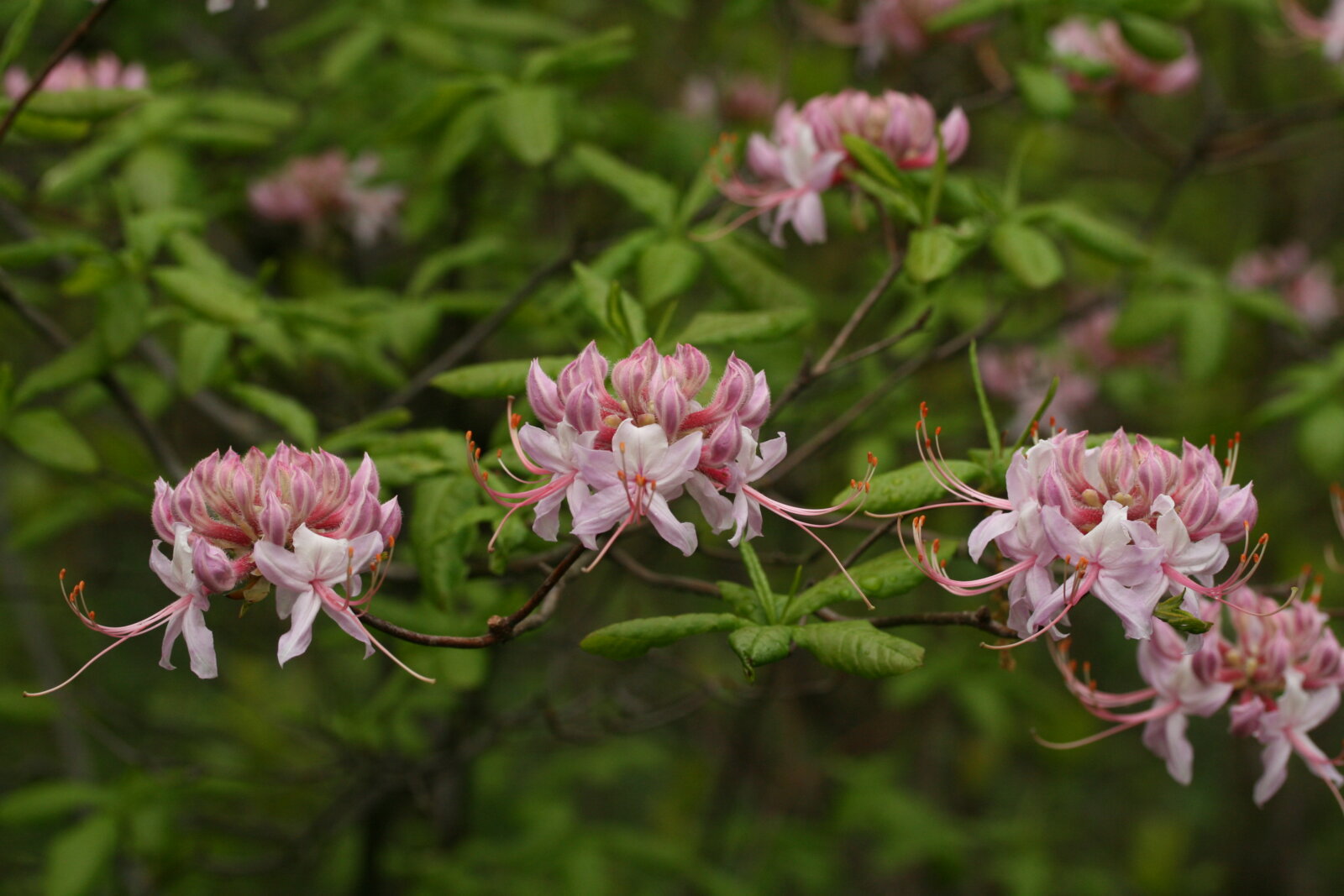 NYC Votes for First Official Wildflower in 2024