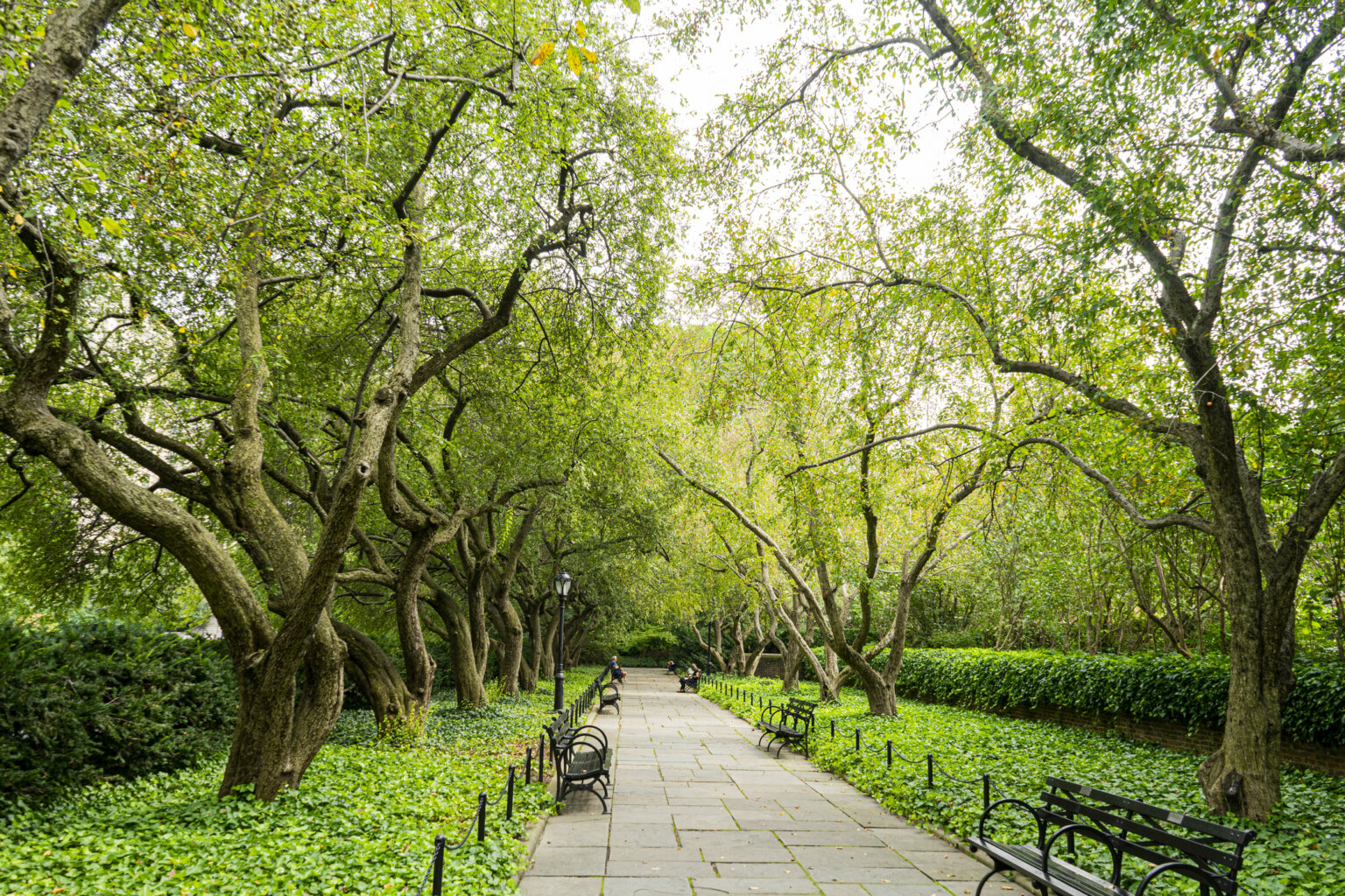 NYC Parks Plants 13,100 Trees in Urban Forestry Initiative