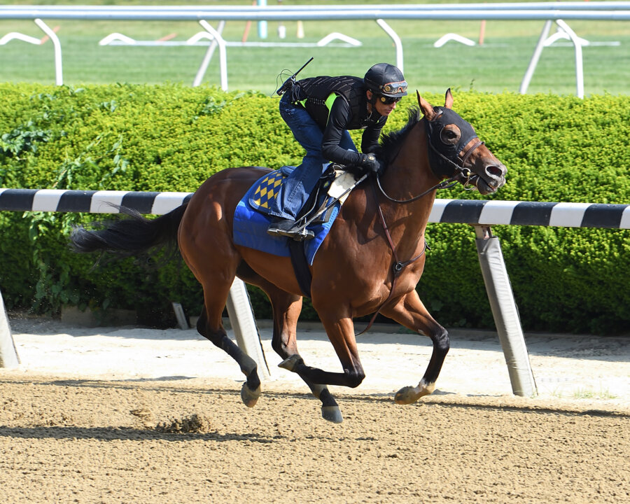 National Treasure Eyes Belmont Stakes Victory