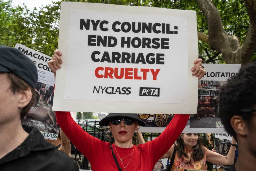 Saddle-up for court: Union for horse-carriage drivers sue NYCLASS over “malicious lies” about ...