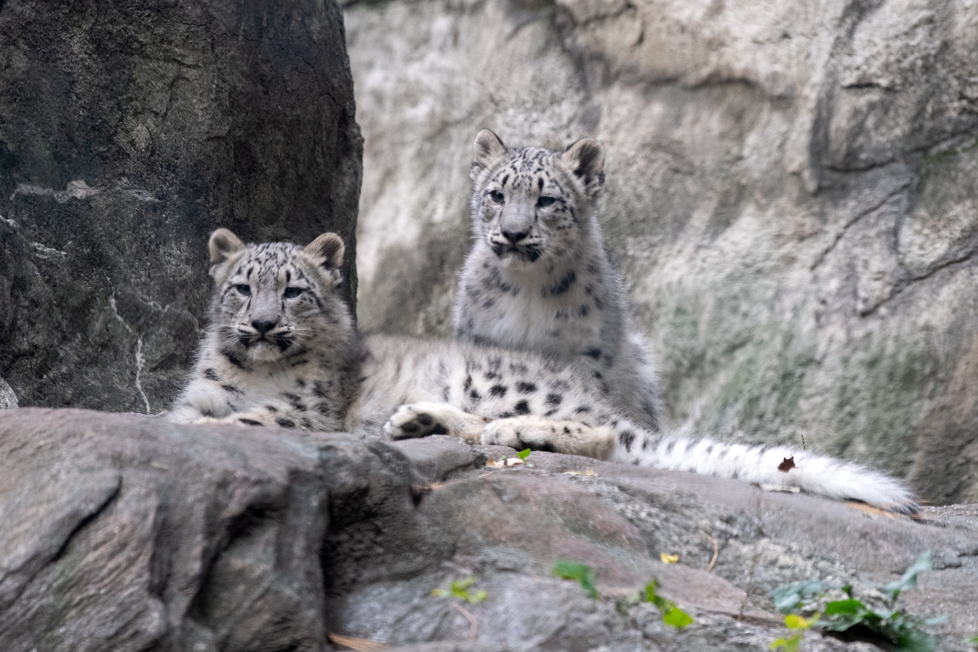 SEE IT: Snow leopard cubs make their debut at Bronx Zoo | amNewYork