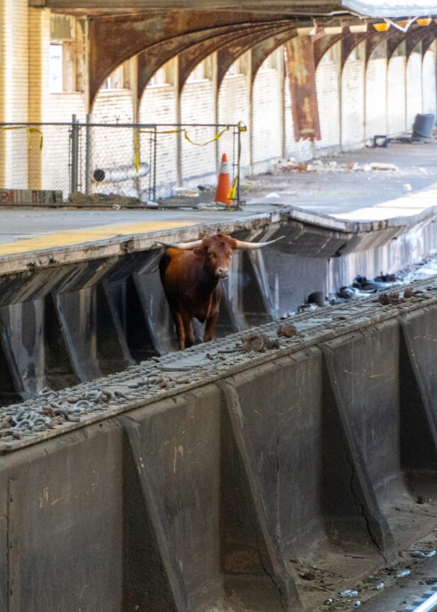 Loose Bull Disrupts Newark Train Service, Causes Delays