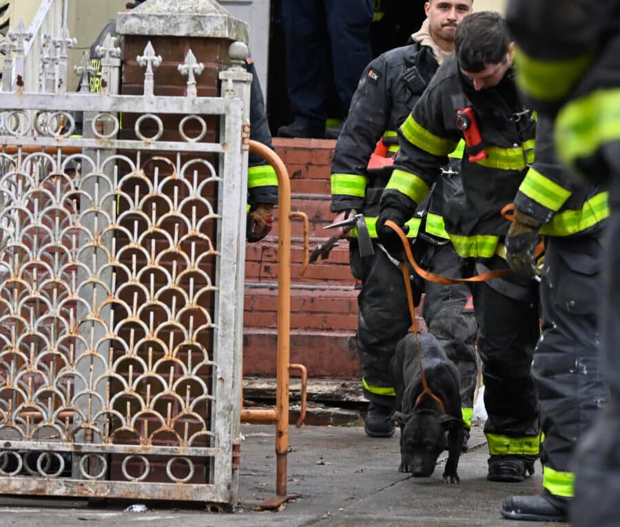FDNY Rescues Pit Bull Puppies from fire in Brooklyn
