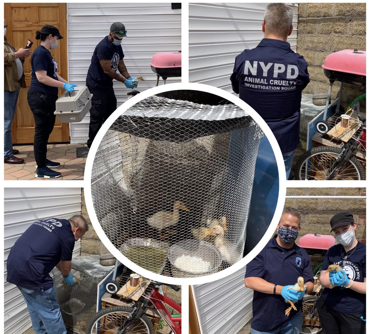 NYPD Animal Cruelty Squad Saves NYC Pets Daily
