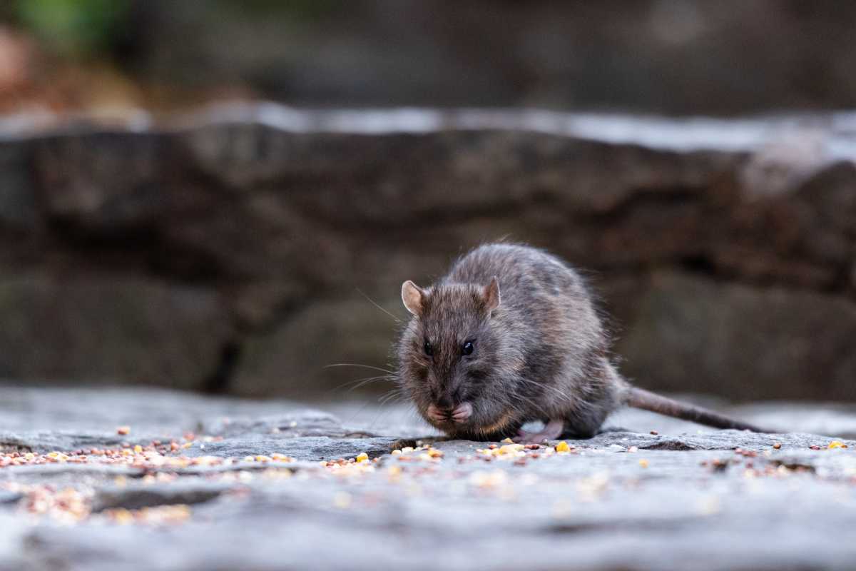 NYC Fights Rat-Borne Illness as Cases Rise