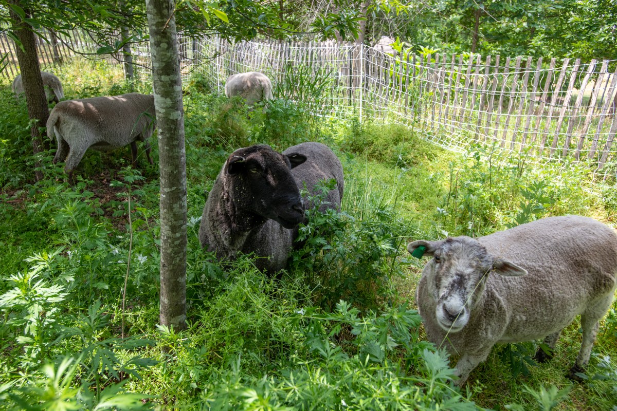 They’re baaaaack: Flock of sheep return to Governors Island to munch on ...