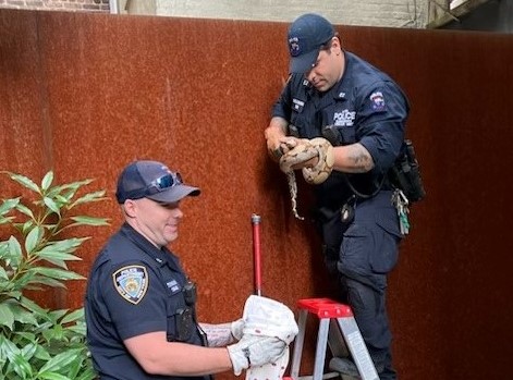 UWS Snake Saga: NYPD’s Unusual Rescue