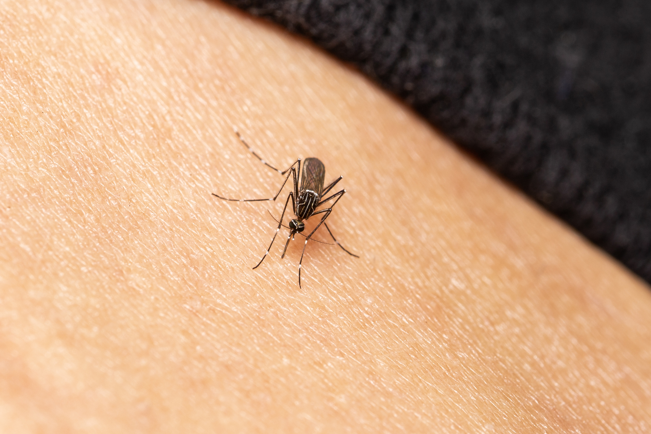 Health Dept Warns of Rising Mosquito Activity in NYC