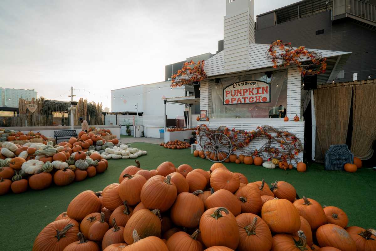 Cityside Pumpkin Patch Offers Fall Fun in Queens