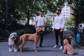 Tribeca dog club is a haven for NYC pet lovers