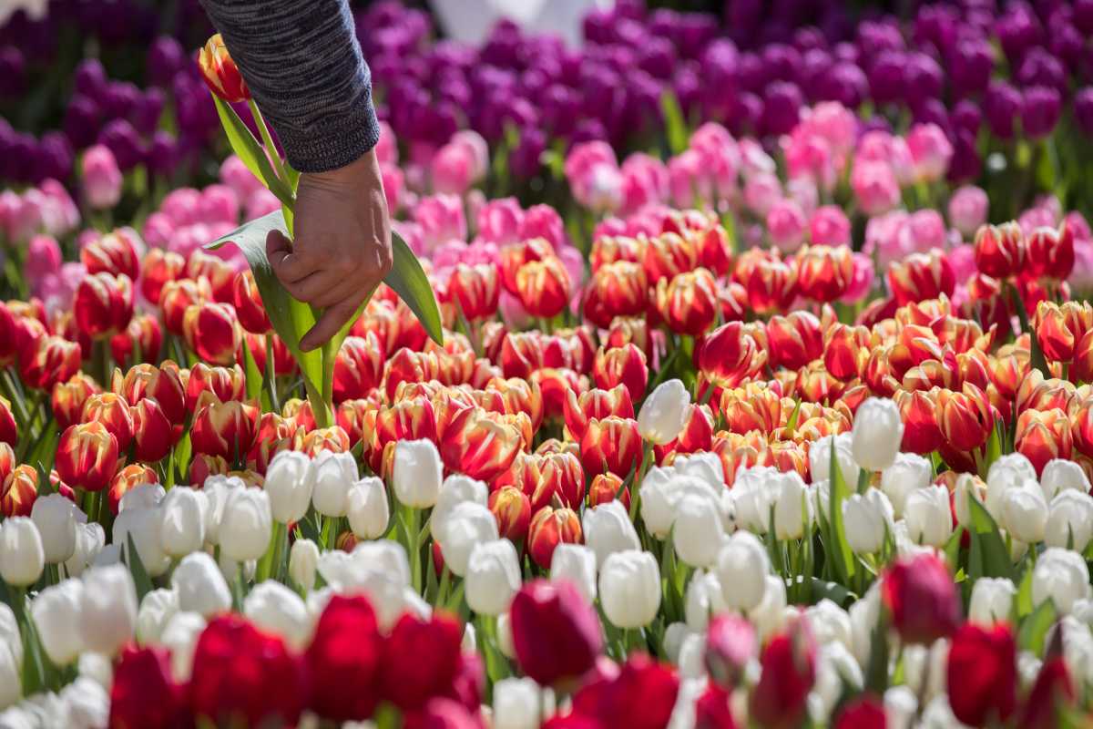 Union Square Tulip Day returns with stunning floral display