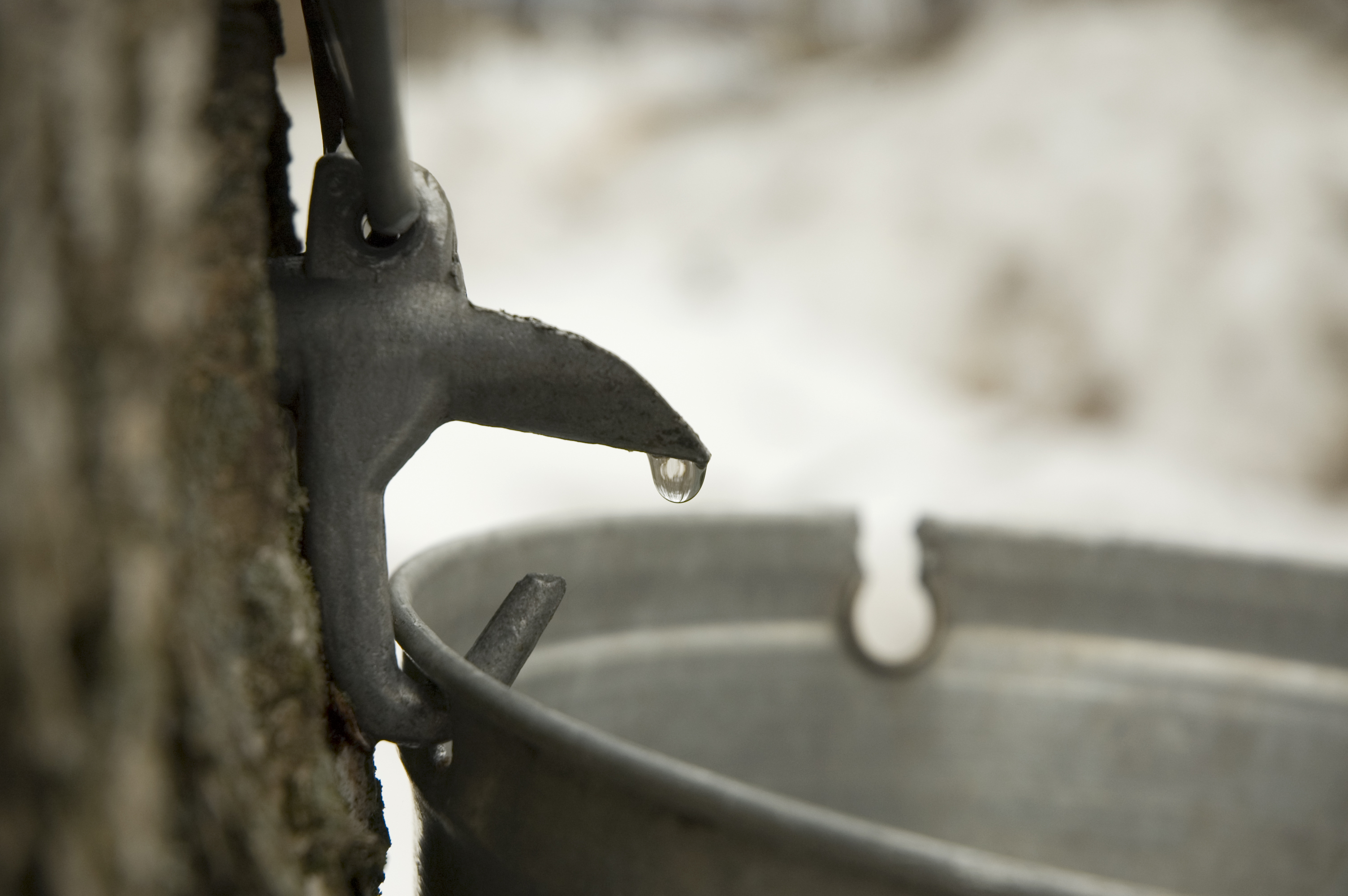 Maple sugaring season arrives, families enjoy fresh syrup