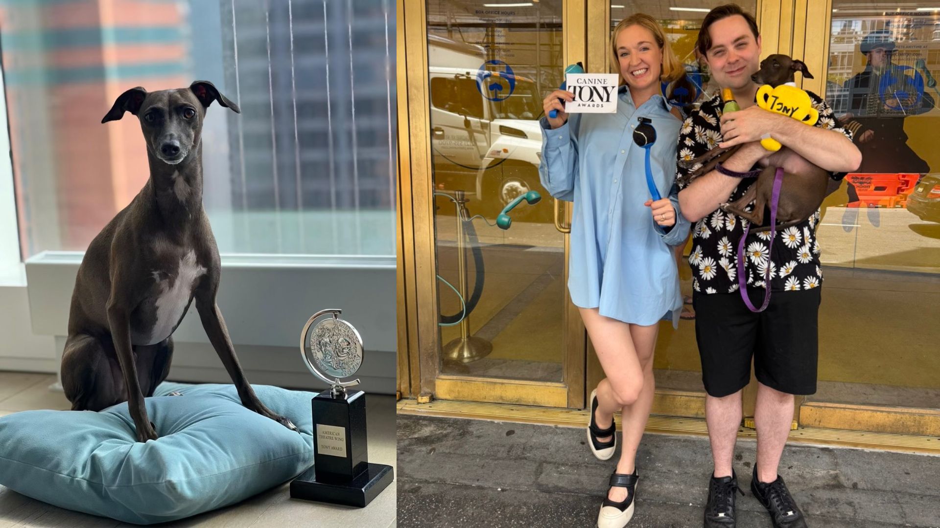 Pets and the City | Dracula becomes the first dog officially thanked in ...